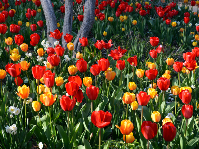 wanderlust ATLANTA: Blooms & Bubbly 2013