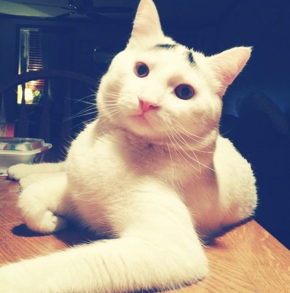 Meet Sam, the cat with eyebrows (20 pics) | Amazing Creatures