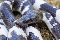 Blog Mountain Bike Belo Jardim: SERPENTES DA CAATINGA