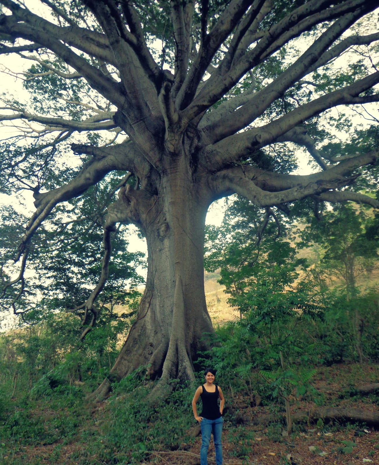 Sheila's Blog: La Grandeza de los Árboles