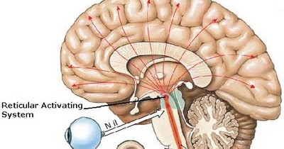 ACTIVED "RAS (Reticular Activating System)" ~ ESQ WAY