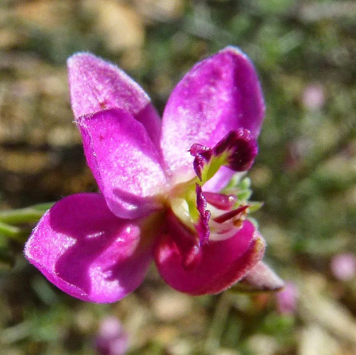 Your Daily Dose of Sabino Canyon: Home on the Range Ratany