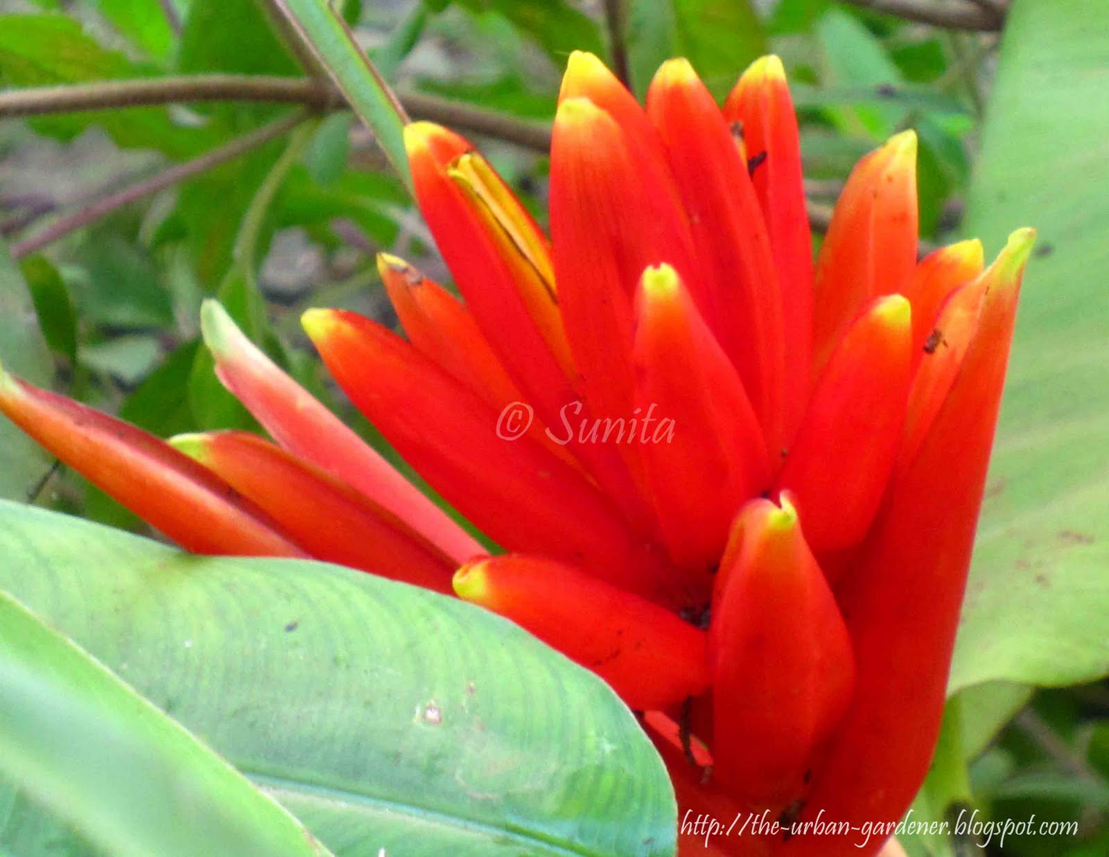 The Urban Gardener: finding Happiness in the garden