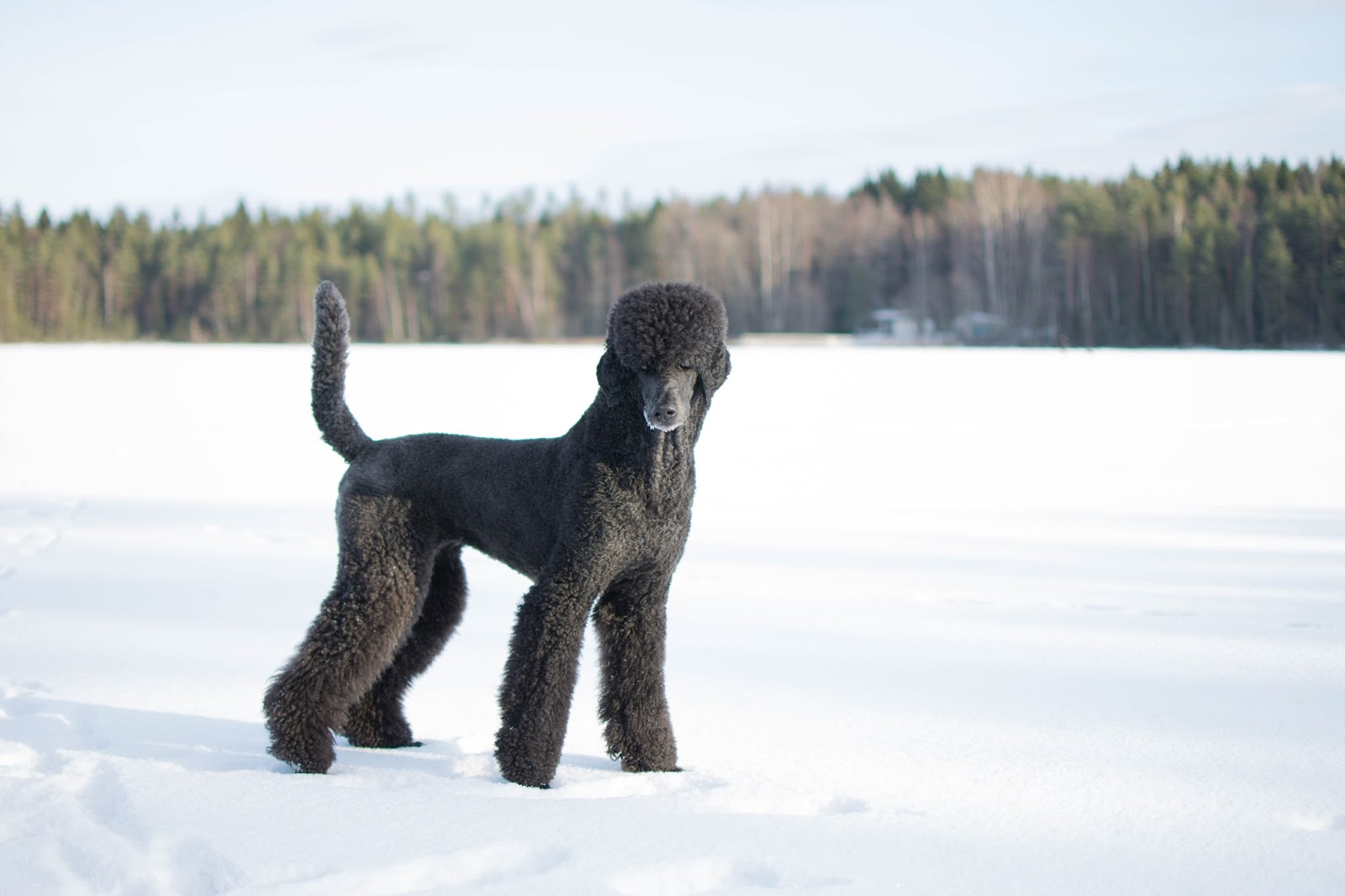 Muusapuudeli: Piitu, enkelikoira