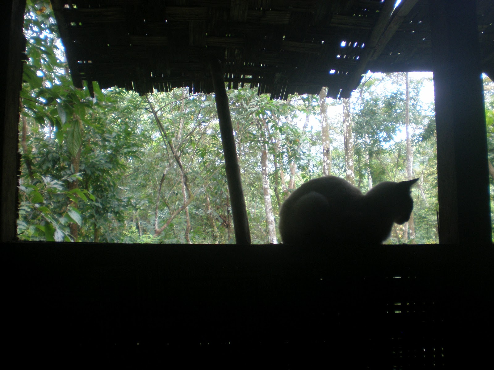 SAELAO: Bezahlen, um zu arbeiten?