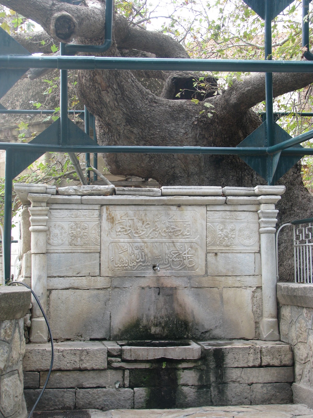 Discovering Kos and the surrounding islands: The Plane Tree of Hippocrates