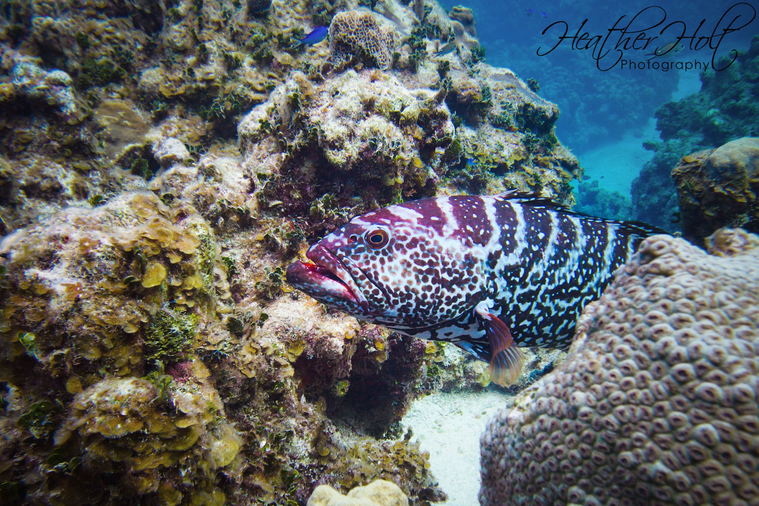SILVER SANDS: Groupers Galore!