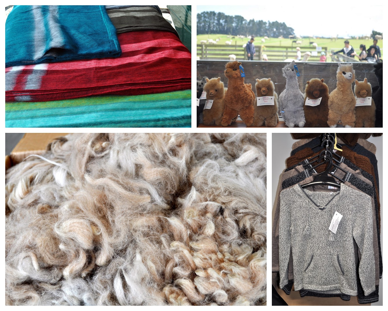 Dutchcorner: Visit to an Alpaca farm near Christchurch