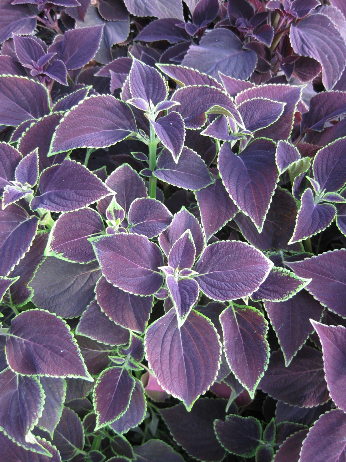 Rotary Botanical Gardens - Hort Blog: Sensational Solenostemon (Cool ...