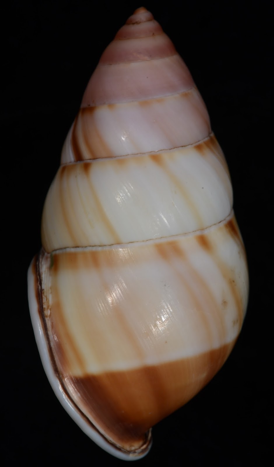 Dr. Lee's Gallery Museum: Amphidromus inversus annamiticus 56.25mm ...