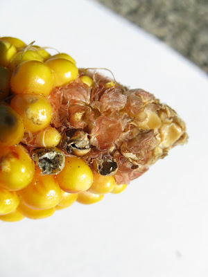 University of Illinois Plant Clinic: Aspergillis ear rot and Aflatoxin ...