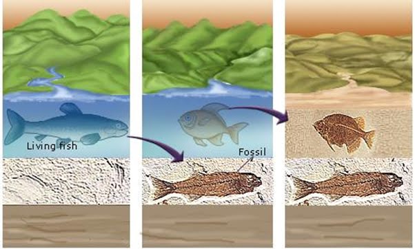 Muhammad Shultan Satria: Proses Fosilisasi Pada Makhluk Hidup