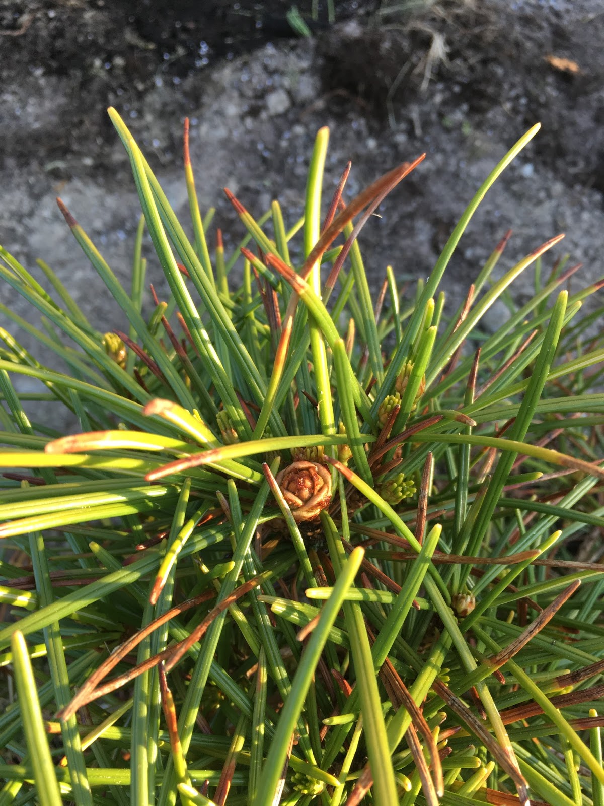 Saaremaa taimed/ puud