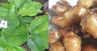 Khasiat Kencur - Citrarasa