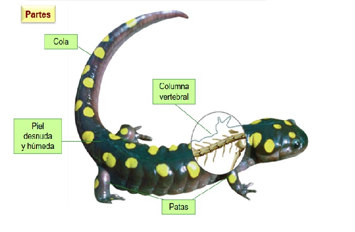LOS SERES VIVOS - ANIMALES VERTEBRADOS : ANIMALES VERTEBRADOS - ANFIBIOS
