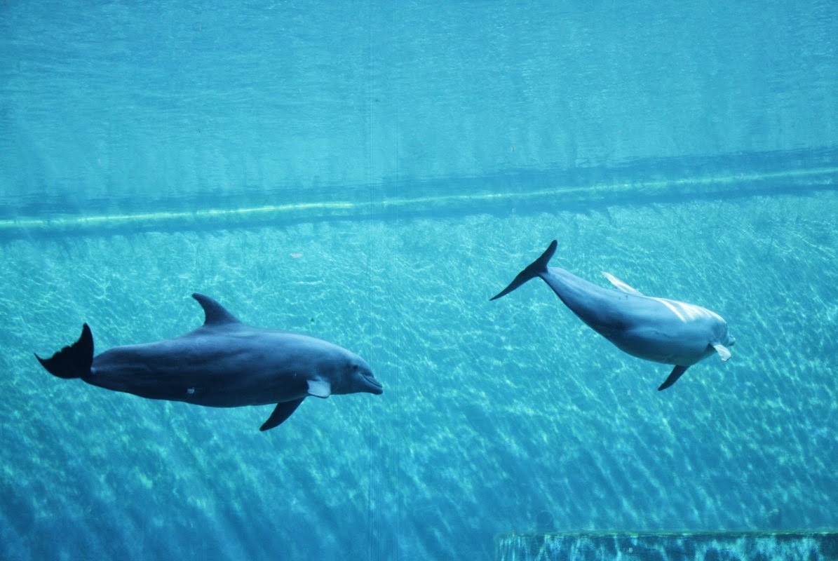 Lipnickai - apie ir aplink mus. : Genuja - 09 23