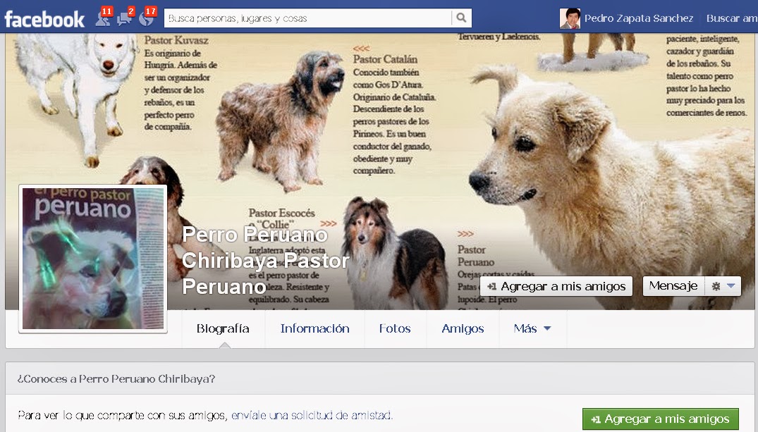 Mis propuestas 2024: PERRO PASTOR CHIRIBAYA = RAZA PERUANA