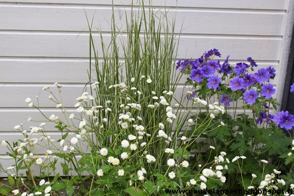 Säätiedotus merenkulkijoille: Perennapenkki