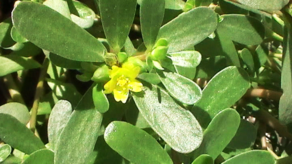 Criadero Kimbi: La Verdolaga, los beneficios de esta mala hierba