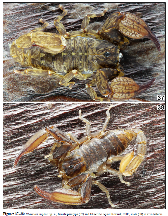The Scorpion Files Newsblog: Three new species of Chaerilus from ...