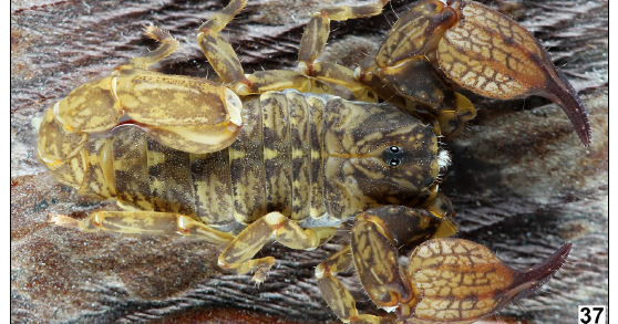 The Scorpion Files Newsblog: Three new species of Chaerilus from ...