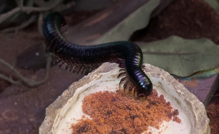 Pacific Science Center Life Sciences: Baby Millipedes: The Pitter ...