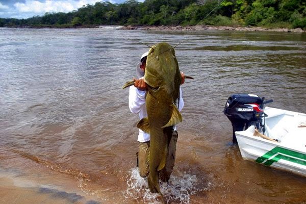 Ikan Lele Paling Besar