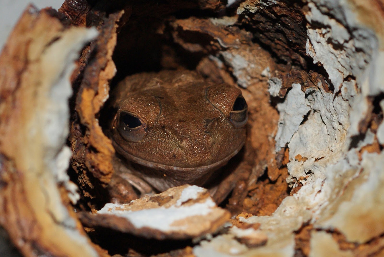 Natural Current Events: Frog in a hole