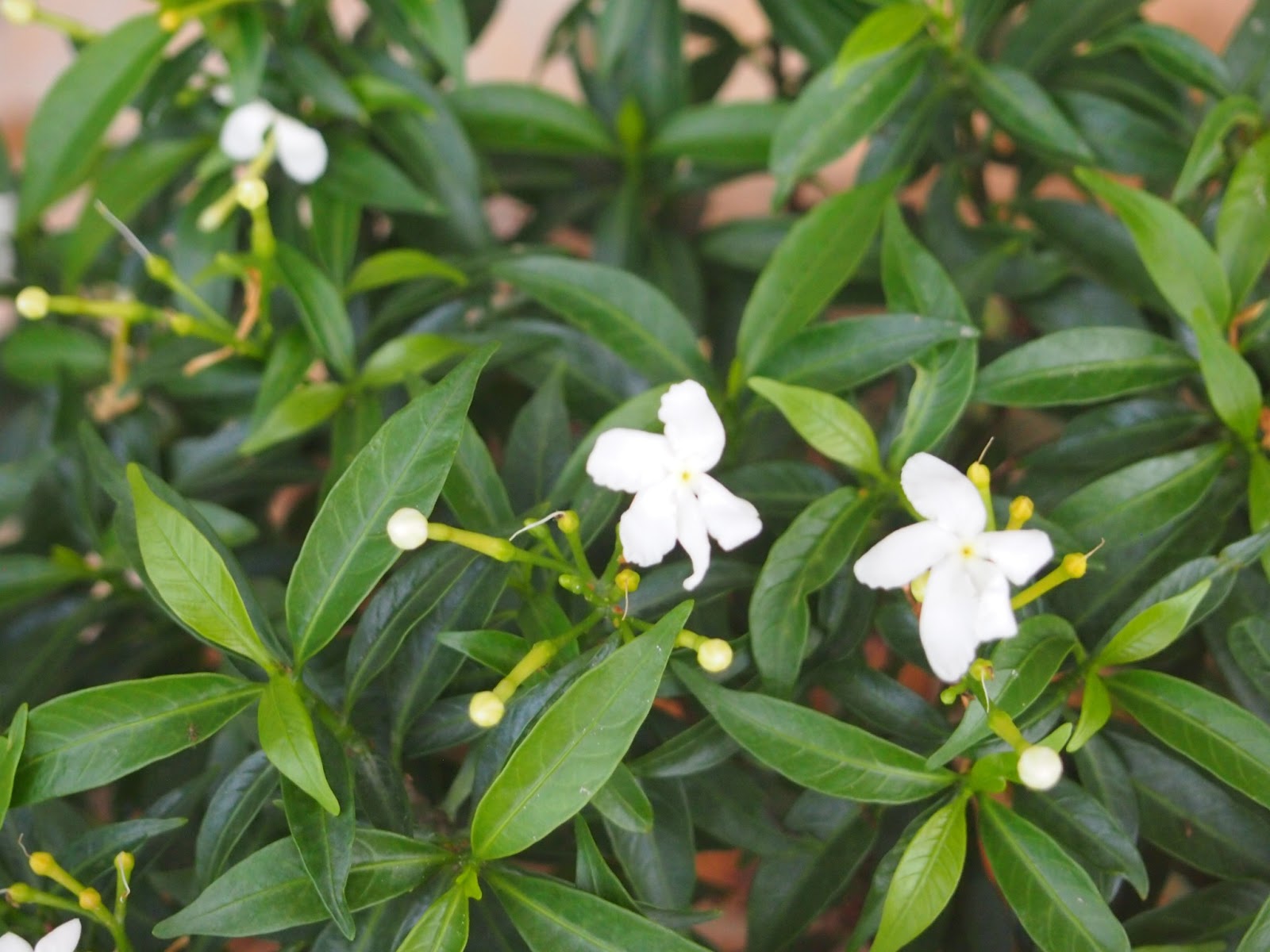 puteri manja: Koleksi bunga-bungaan