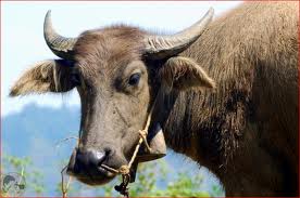 Info Jenis Kerbau Teknik Pemeliharaannya 2 | Tani Ternak Budidaya