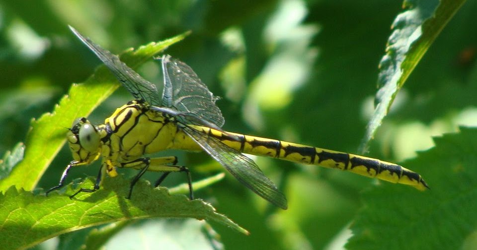 Damselflies and Dragonflies from Romania: Gomphidae