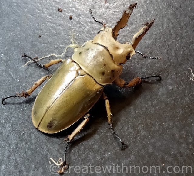 Create With Mom: The Entomica Insectarium in Sault Ste. Marie