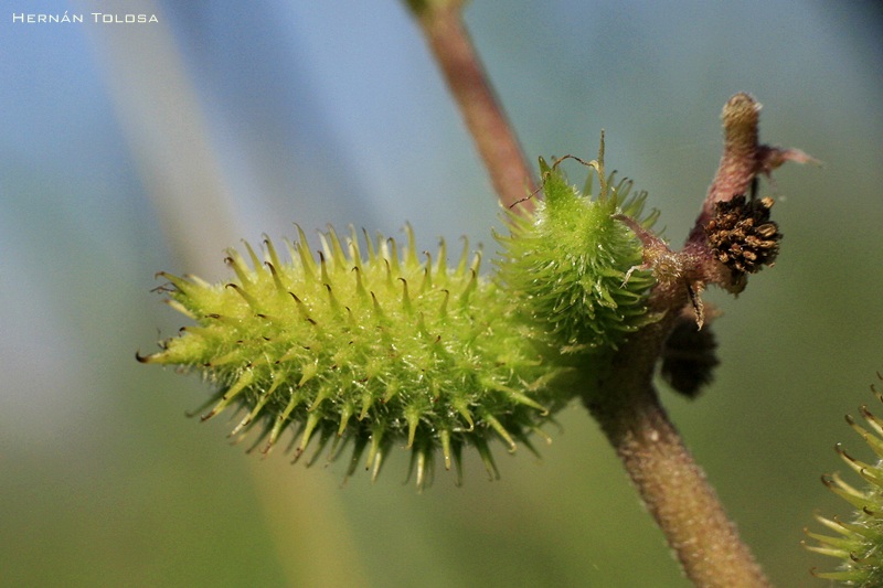 Flora Bonaerense: Abrojo (Xanthium cavanillesii)