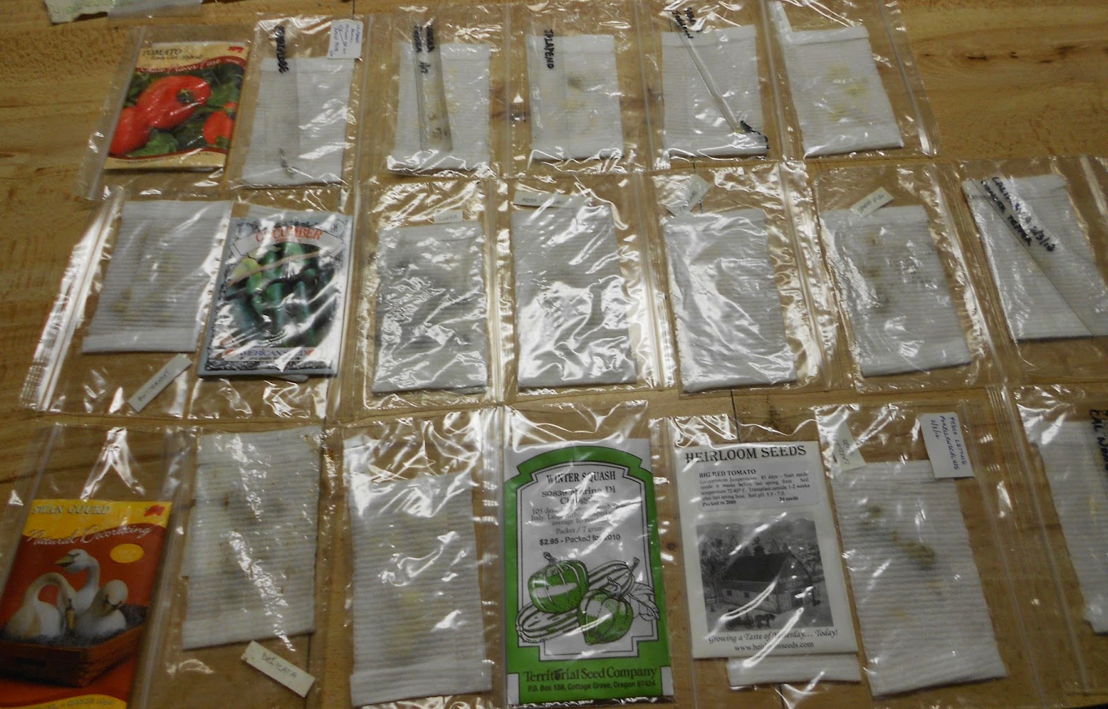 From Seed to Scrumptious: Paper Towel Germination