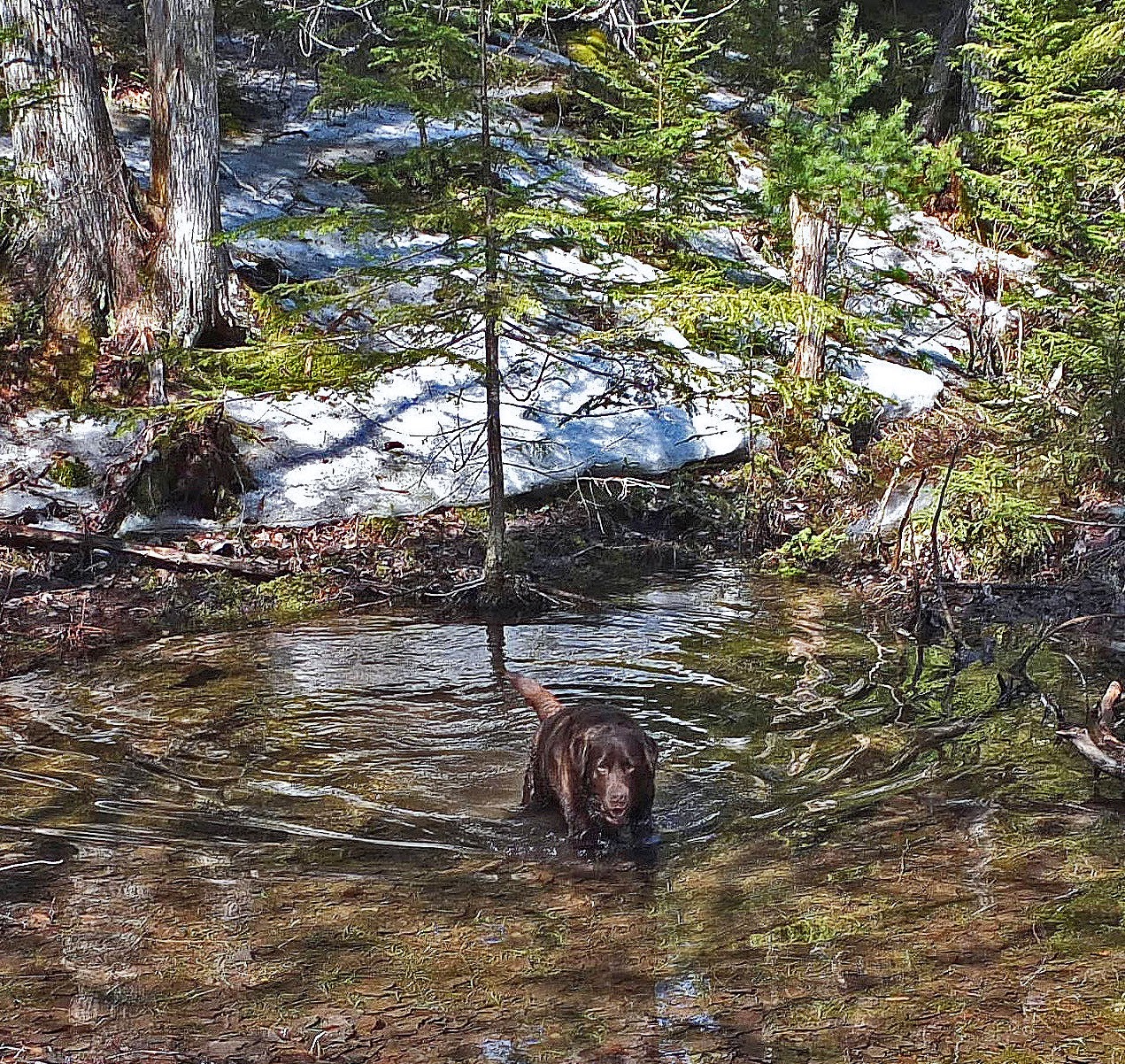 Hiking in Maine with Kelley: 4/7/14 Little Long Pond / Jordan Stream
