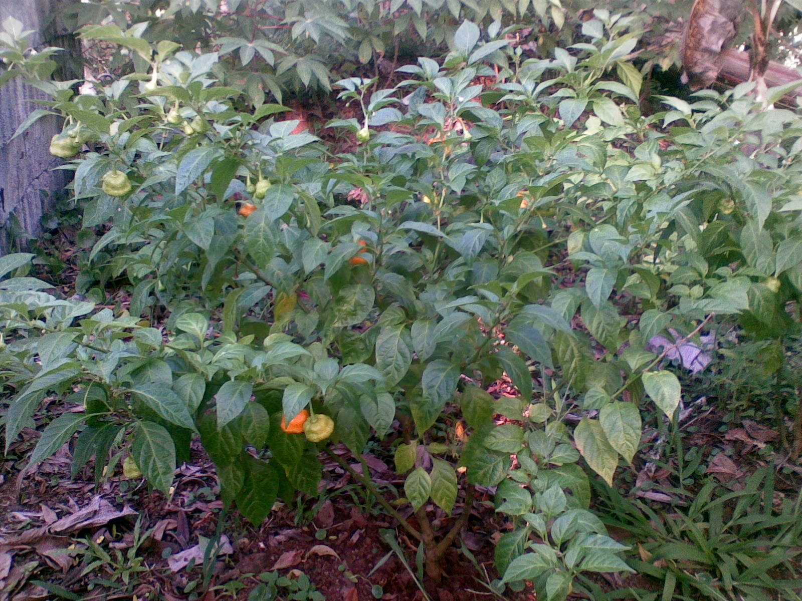 Sueños del Caribe: EL REY DE LOS CHILES: EL CHILE CABRO