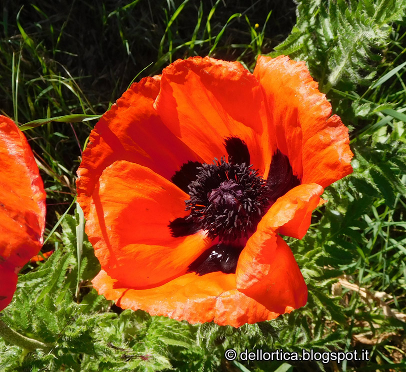 PAPAVERO