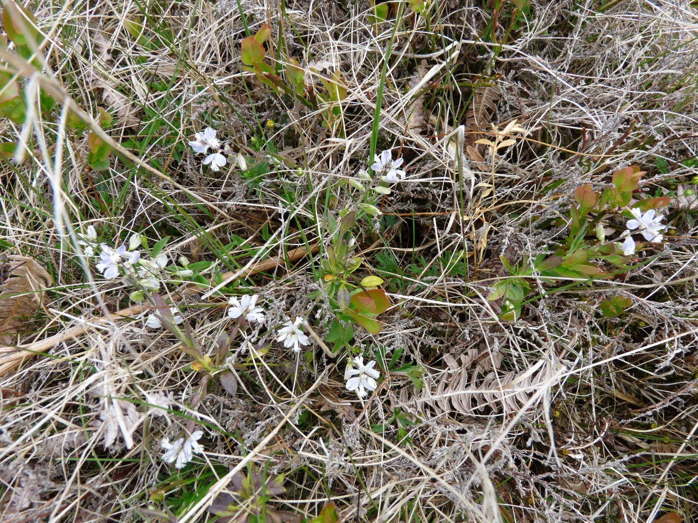 The Flora of Hutton Roof : Polygala serpyllifolia (Heath Milkwort)