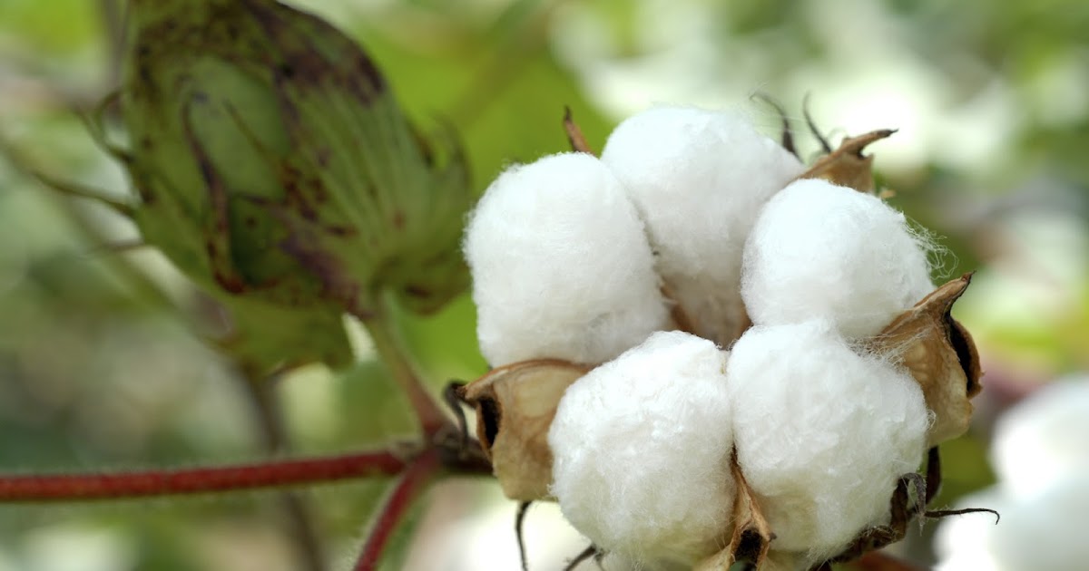 Türkiye'de Organik Pamuk Üretimi | KumasBilgi.com
