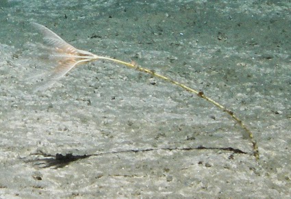 The Echinoblog: Stalked Crinoid Round-Up!