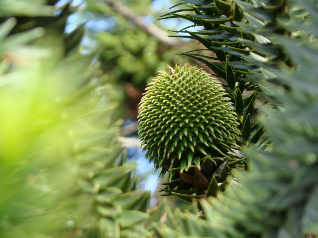 DIÁRIO COM A NATUREZA: 29 DE MAIO - PINHÃO - PINHA - FRUTO - SEMENTE