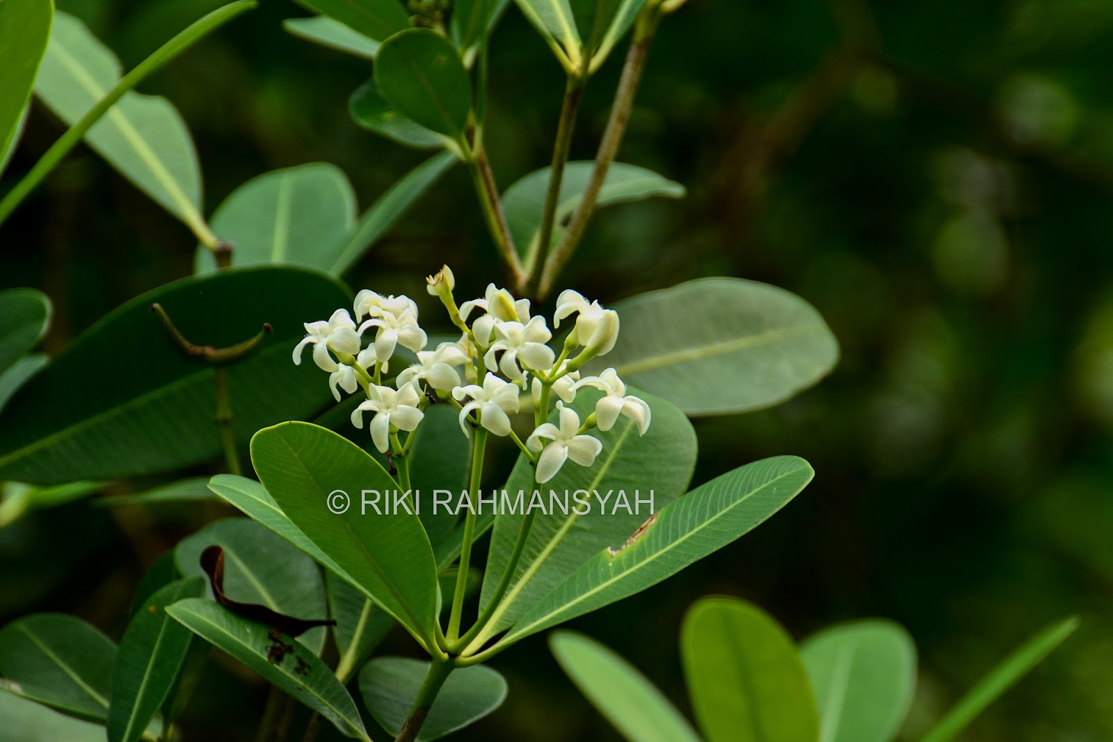 Pulai Gabus (Alstonia spatulata Blume)