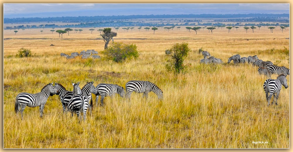 sociales y lengua: La sabana