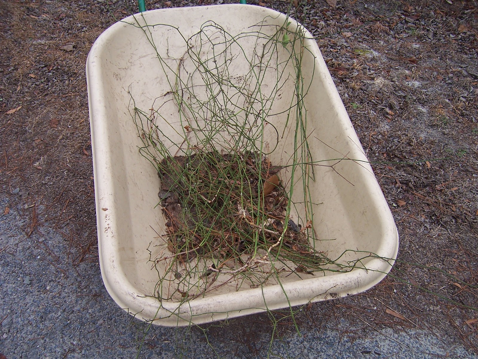 Ken Loyd's Eclectic Blog: Smilax: aka Greenbrier, Catbrier, or "Wait-a ...