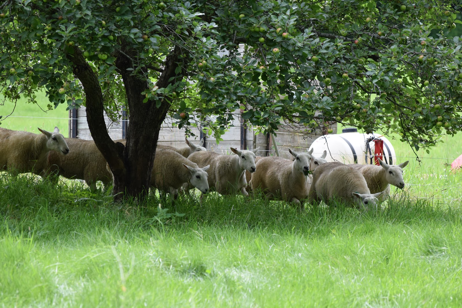 Jericho, Vermont Photos: I lassoed a goat in Jericho, Vermont