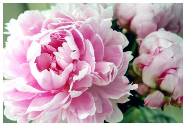 poppy view: Flower Frenzy