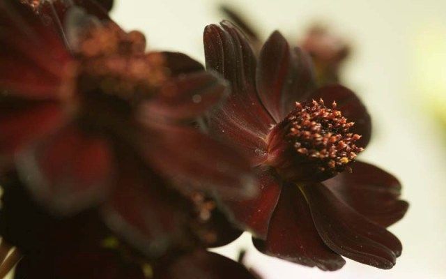 ŽIVOTINJE I BILJKE SVETA: NAJLEPSI CVETOVI SVETA