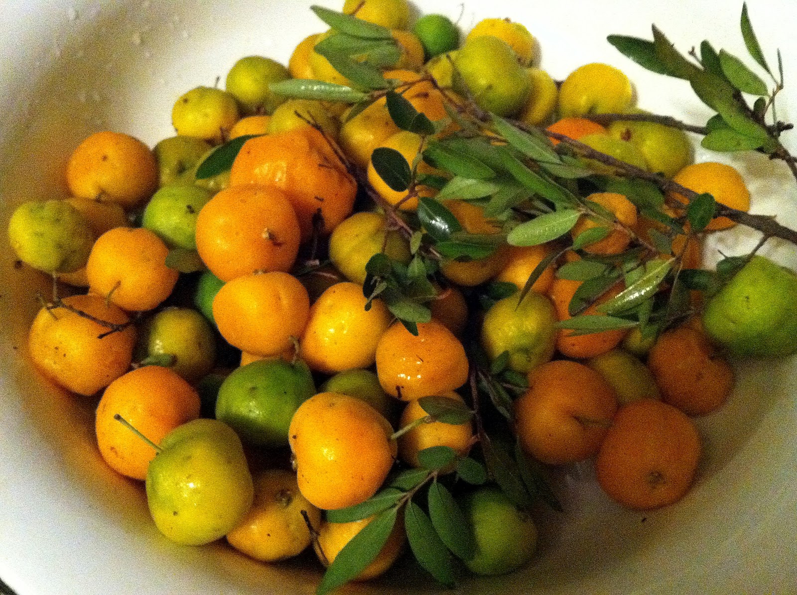 come-se: É tempo de uvaia