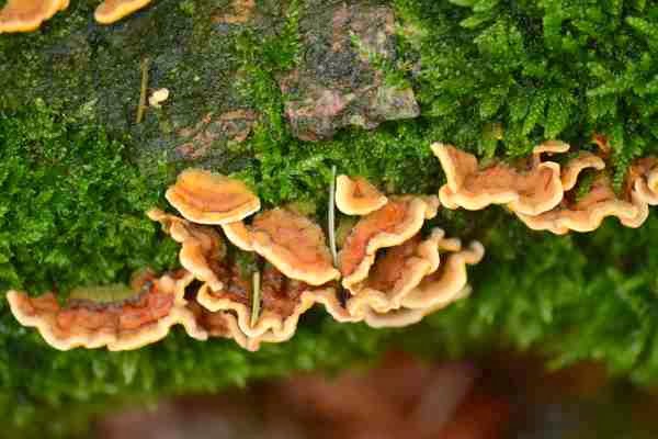 OH93 Independent study on FUNGI: Fungi interacting with Animals