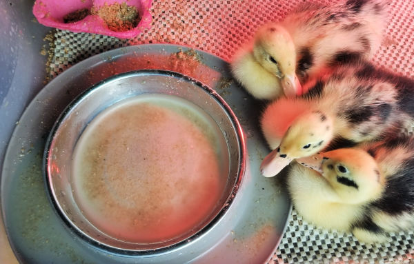 Best Ever Mess-Free No Fuss Duckling Brooder - Fresh Eggs Daily® with ...